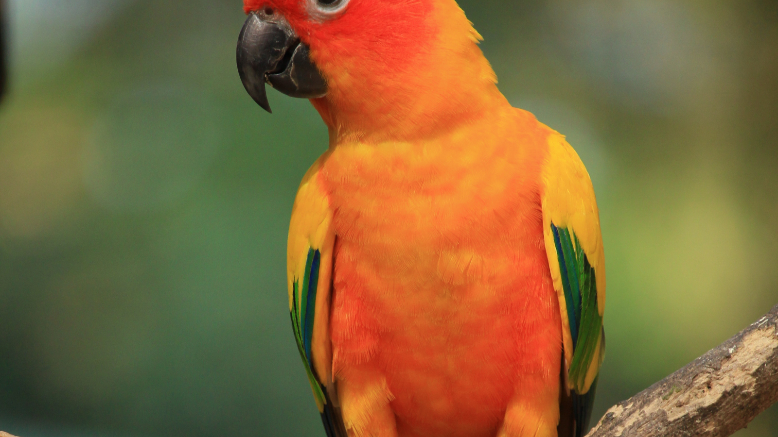 Psittaciformes | Galluvet Oiseaux et Volaille