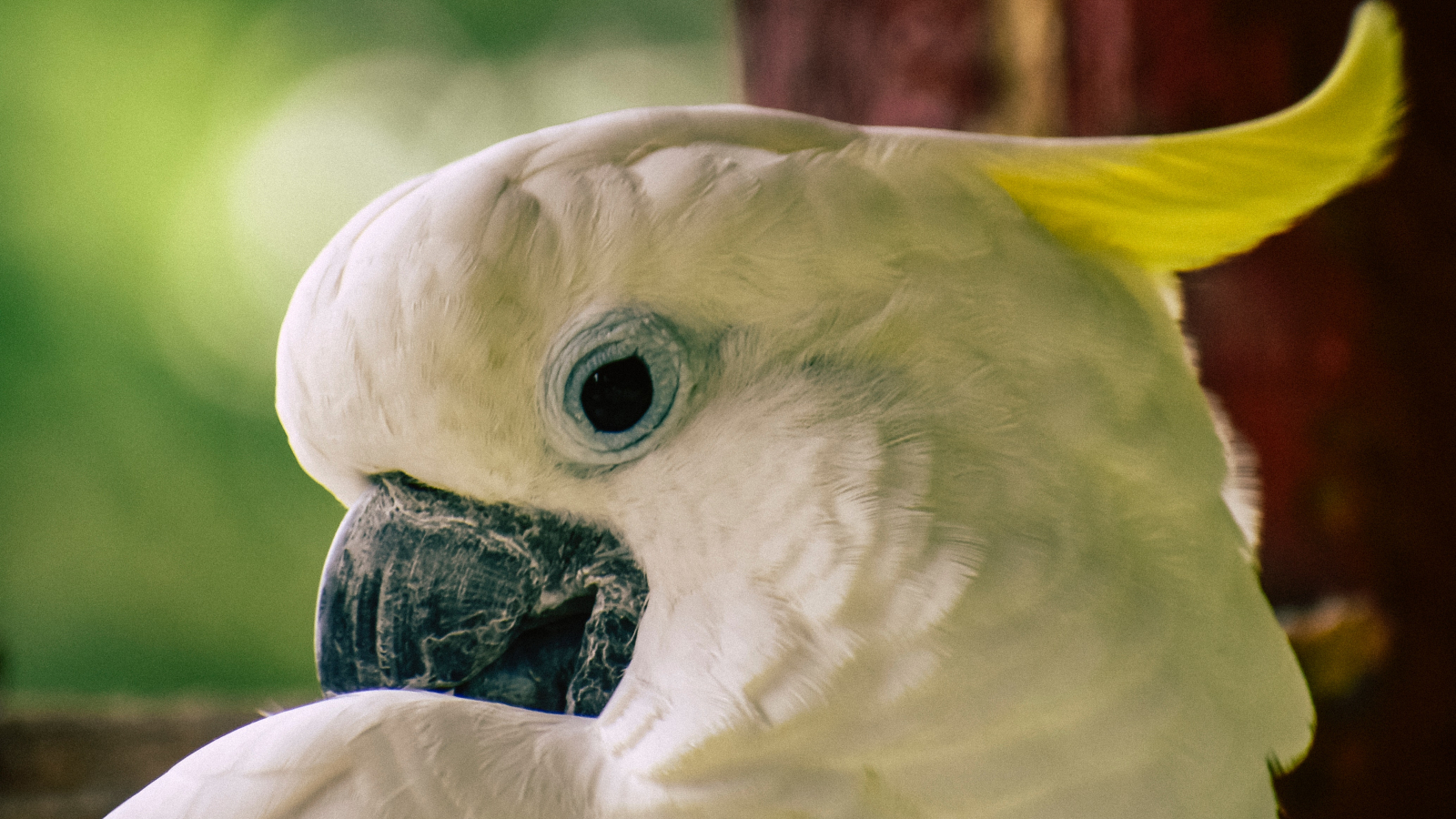 Psittaciformes | Galluvet Oiseaux et Volaille