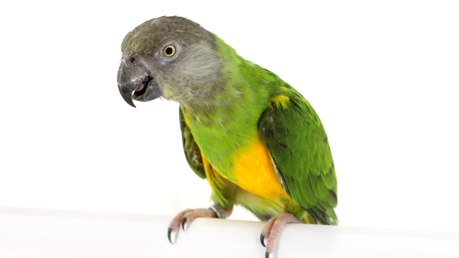 Psittaciformes | Galluvet Oiseaux et Volaille