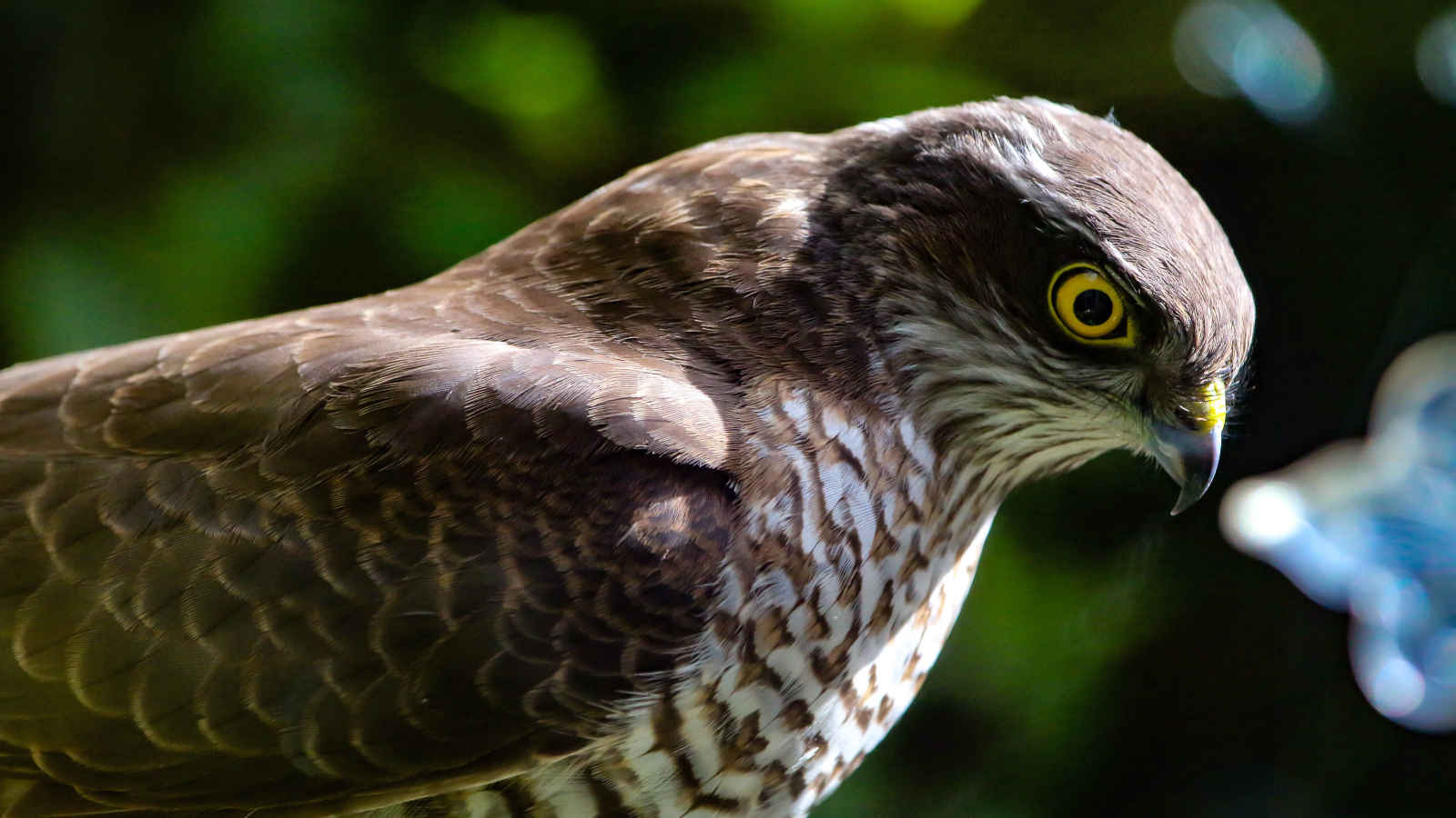 Rapaces | Galluvet Oiseaux et Volaille