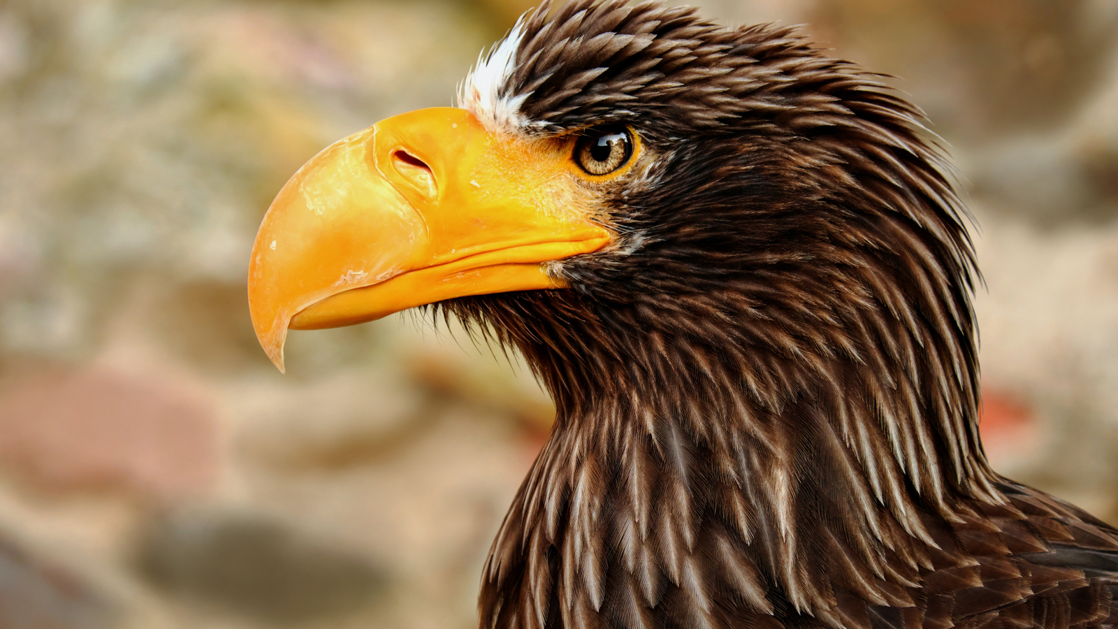 Rapaces | Galluvet Oiseaux et Volaille